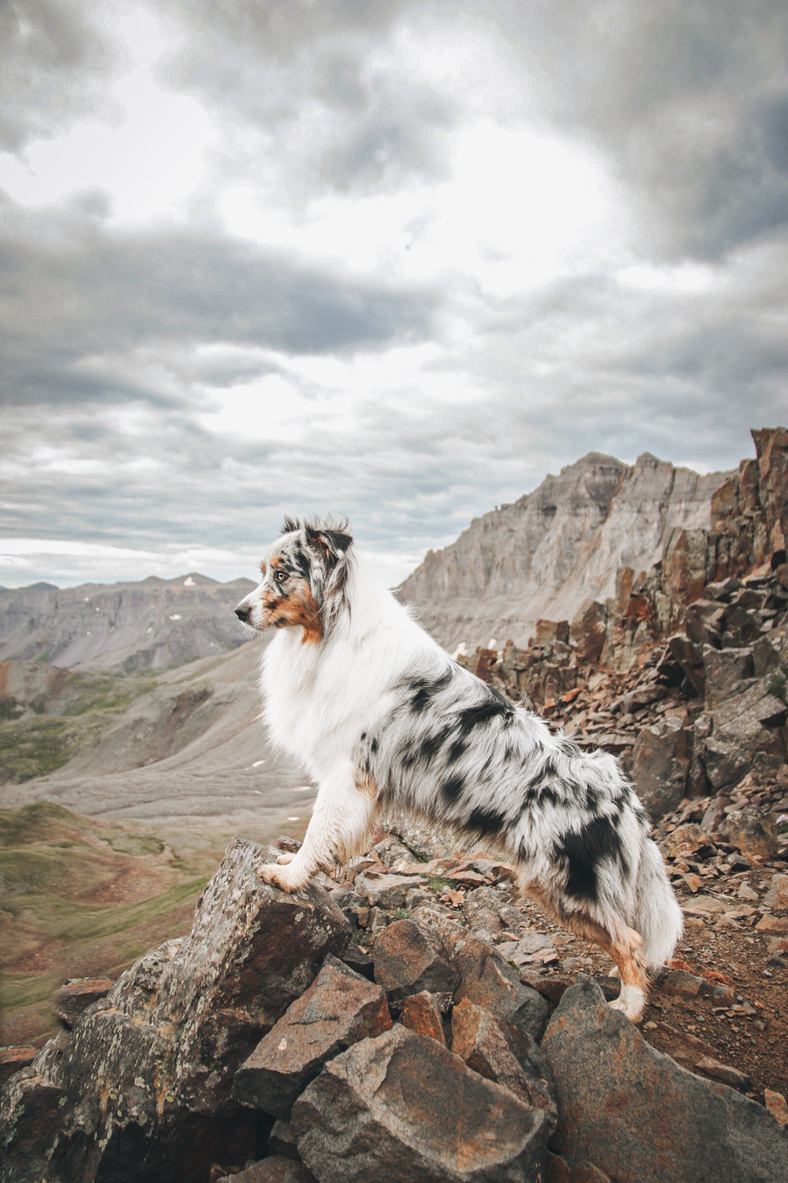 Exploring the Outdoors with Stilton the Aussie – Wolf Republic