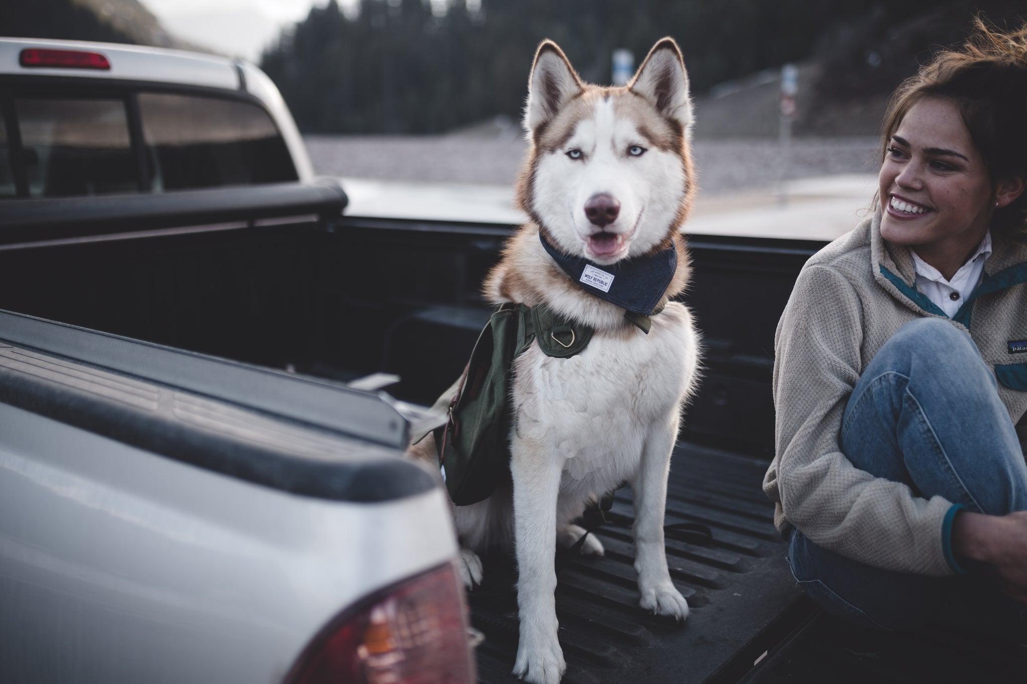 The Ultimate Guide to Road Tripping with Dogs – Wolf Republic