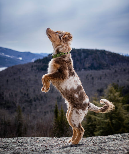 Scout Collar | Advernture-proof Dog Collar - Wolf Republic
