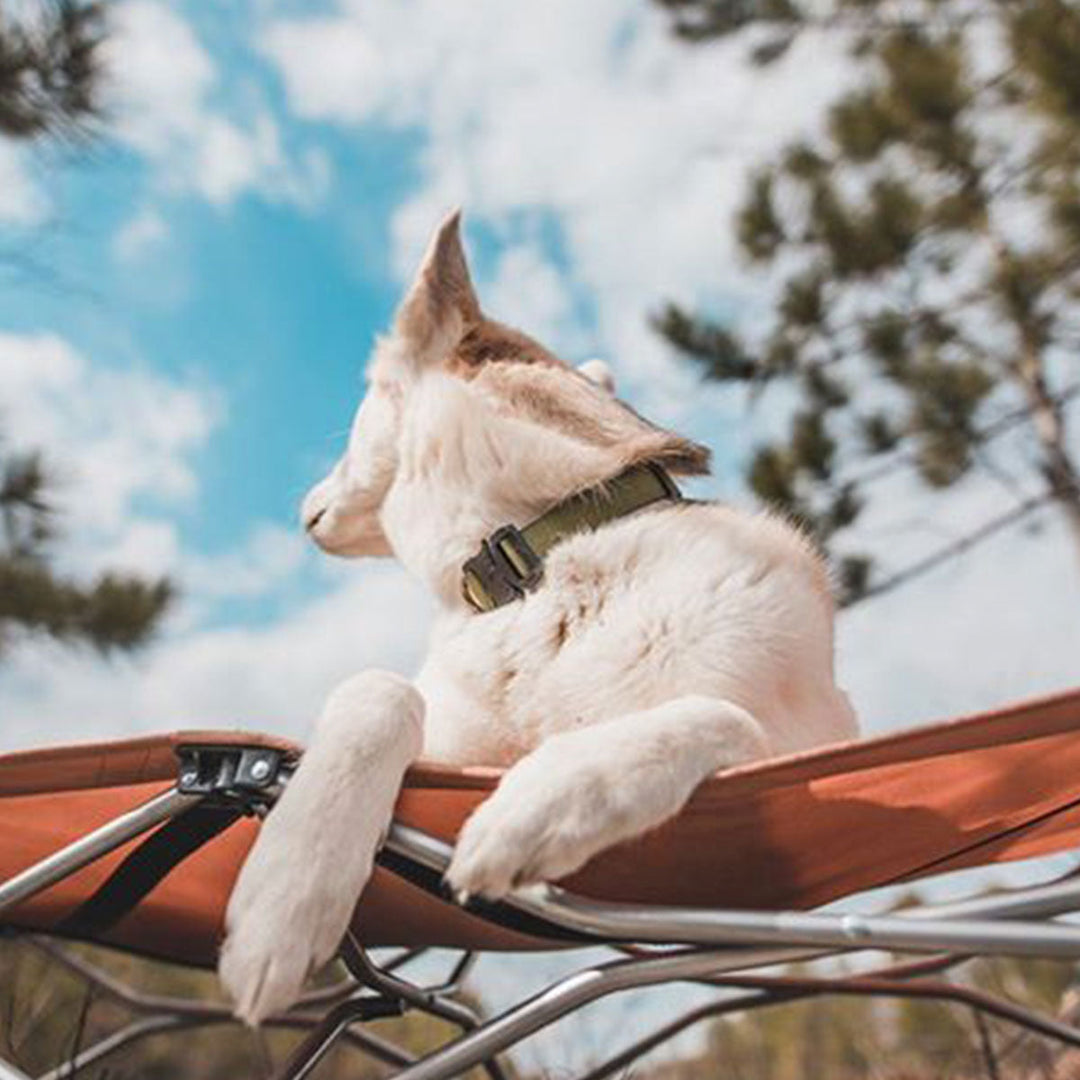 Scout Collar | Advernture-proof Dog Collar - Wolf Republic