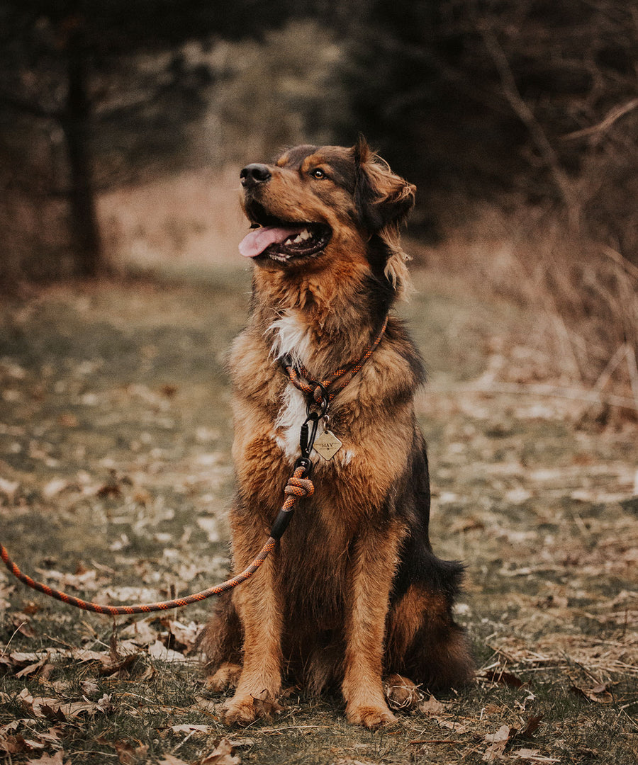 Alpine Slip Collar - Whiskey – Wolf Republic