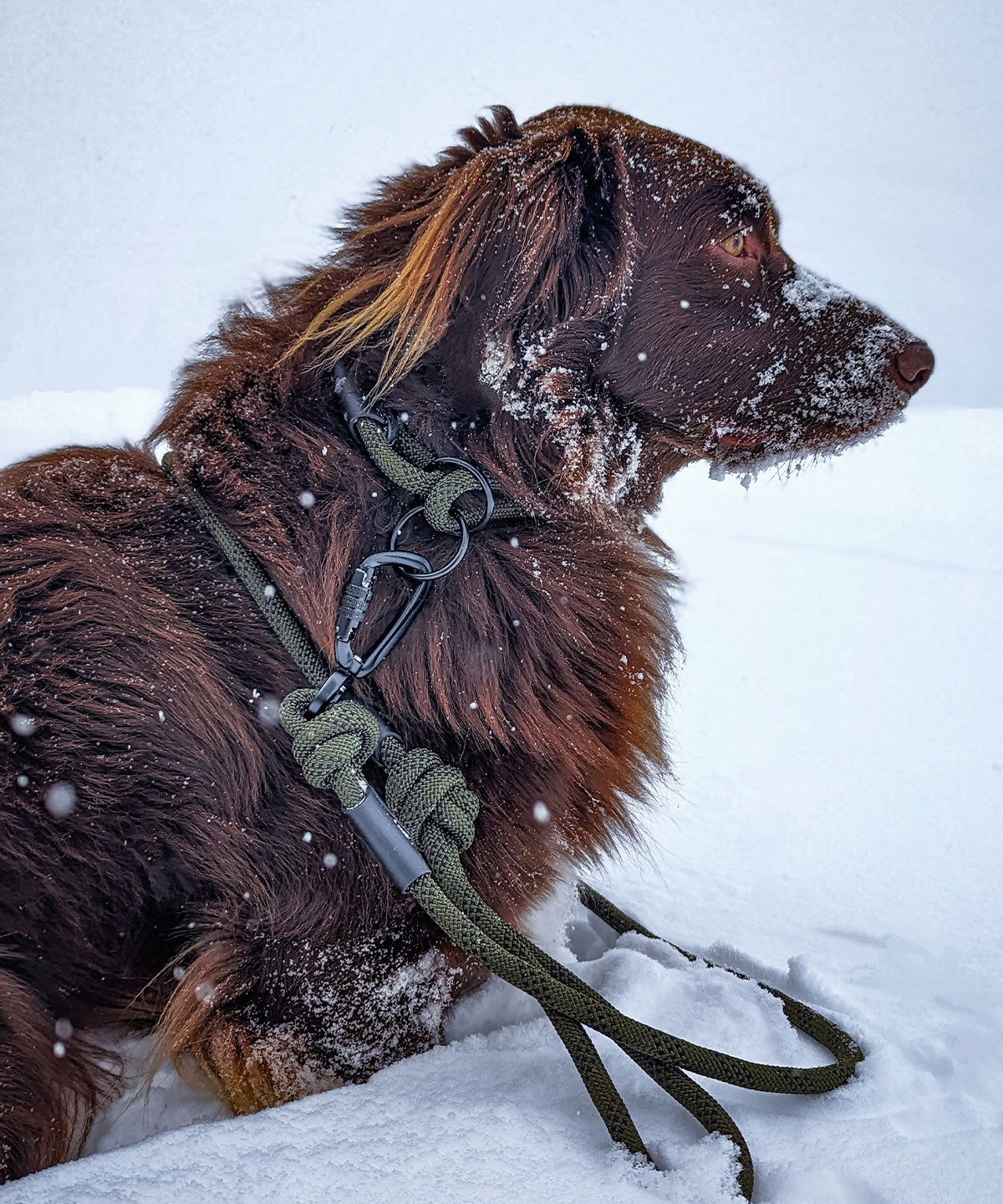 Alpine Leash - Hunter Green – Wolf Republic