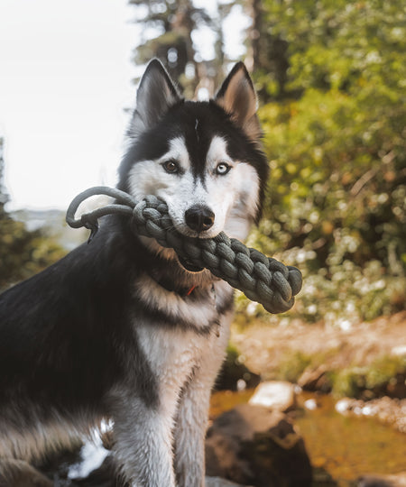 Rope Toss Toy – Wolf Republic